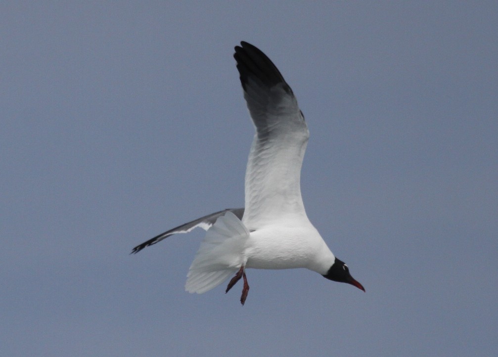 New England Coastal Birds: A Retrospective- Cape Cod and Gloucester ...