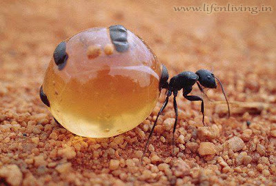 Honey Pot Ant | Life 'n' Living