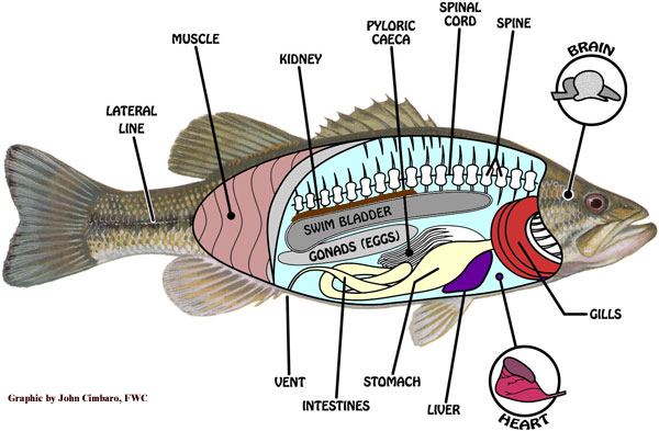 Aqua Fanatic: Fish Anatomy
