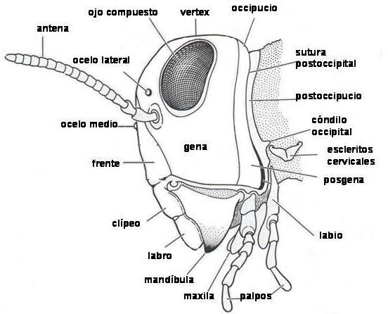 Morfologia externa de los insectos - ASESORÍA GLOBAL GAP Y ...