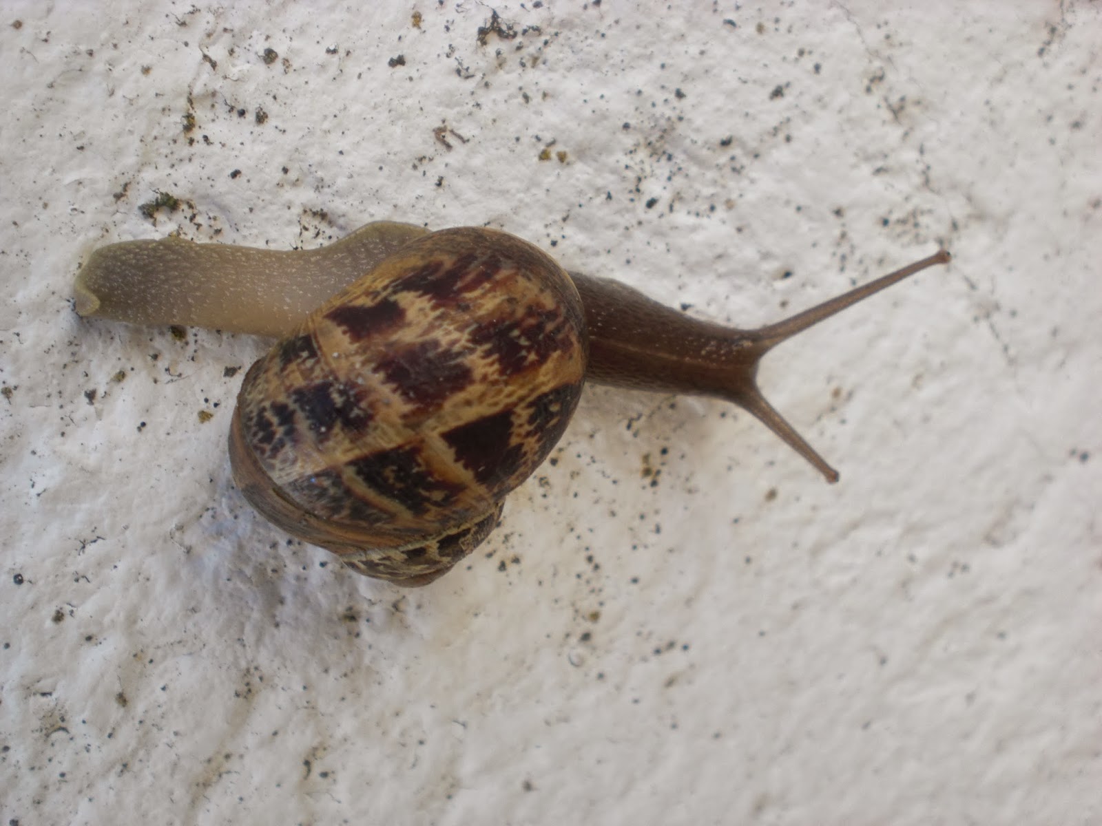 Perfumes y luces de Extremadura: Caracol, Helix aspersa. Buscando un ...