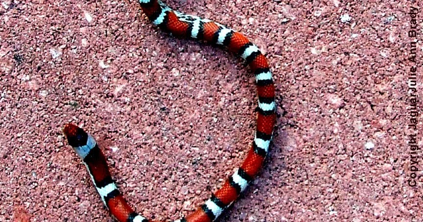 Julie Ann Brady : Blog On: Florida Scarlet Snake and Other Florida Snakes