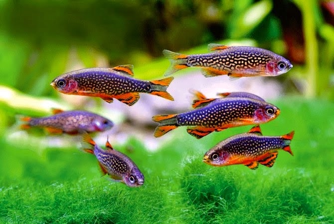 Ikan Galaxy Rasbora - Akuarium Ikan Hias