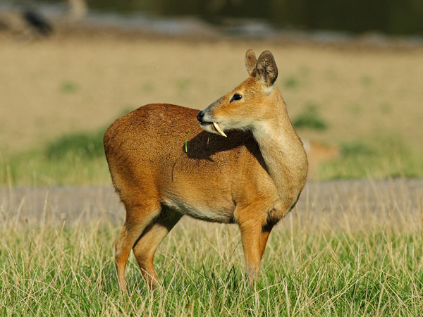 Female Musk Deer