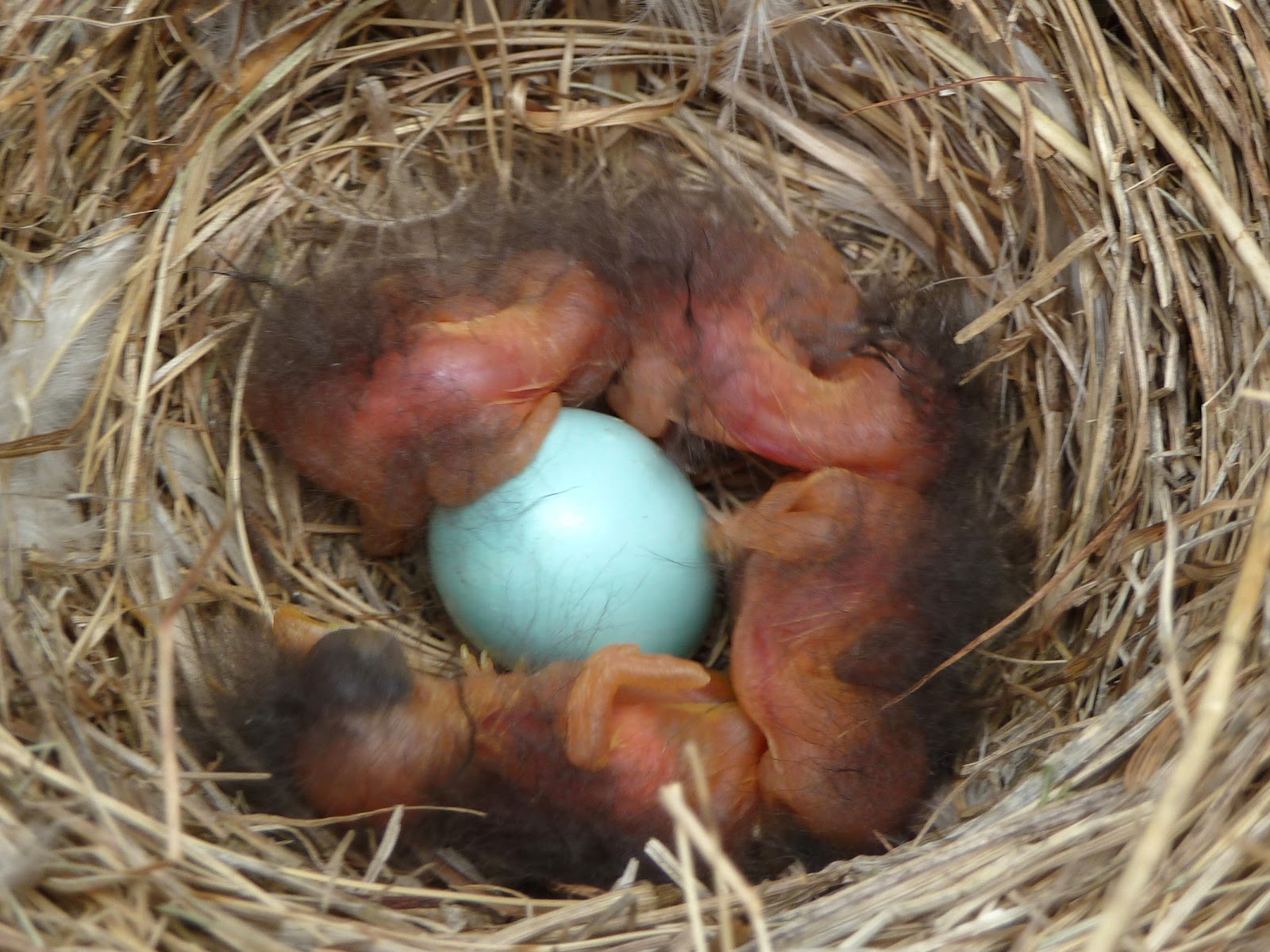 Penelopedia: Nature and Garden in Southern Minnesota: Bluebird Trail ...