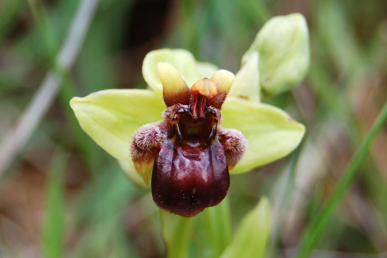Plantas: Beleza e Diversidade: Erva-aranha (Ophrys bombyliflora)