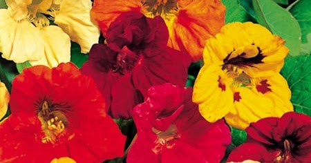 Seminte si plante de gradina hobby: Conduras-Tropaeolum majus