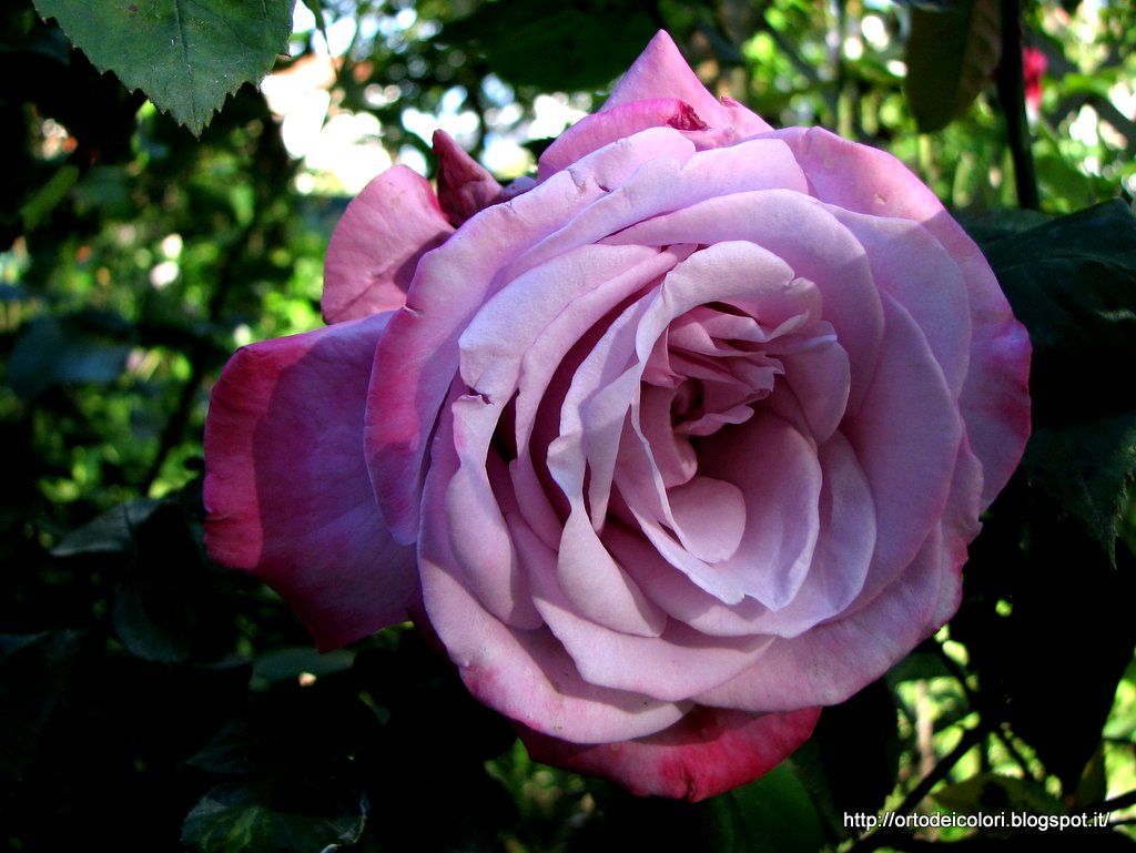 L'orto dei colori: Rose lilla.