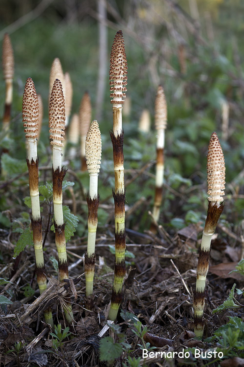 RÍA DE LA VILLA: Equisetos