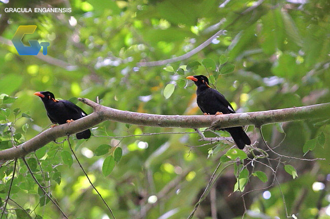 JENIS BURUNG BEO YANG BISA ANDA PELIHARA - GOSIP TERKINI