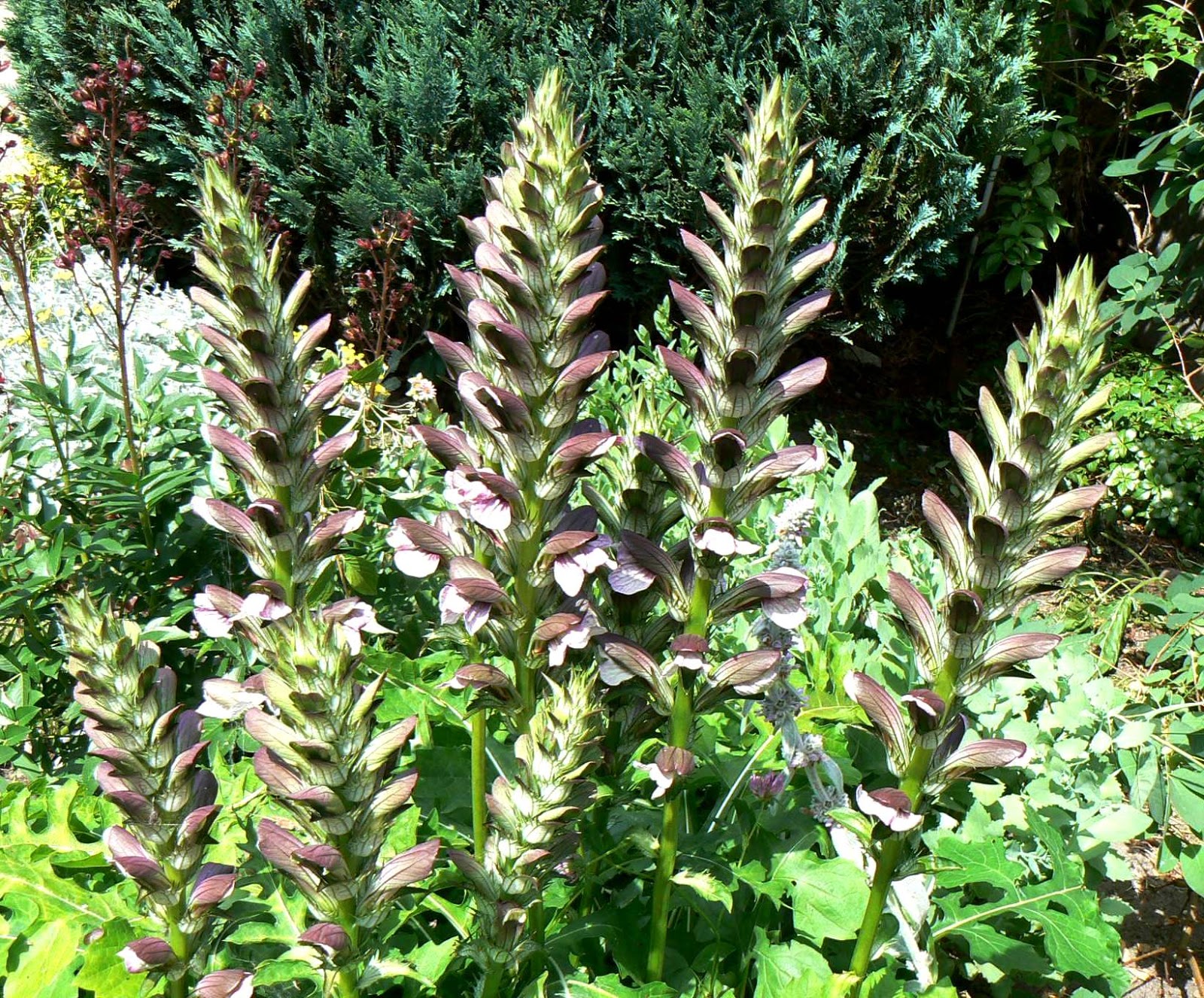 Garden KaRo: Akant długolistny