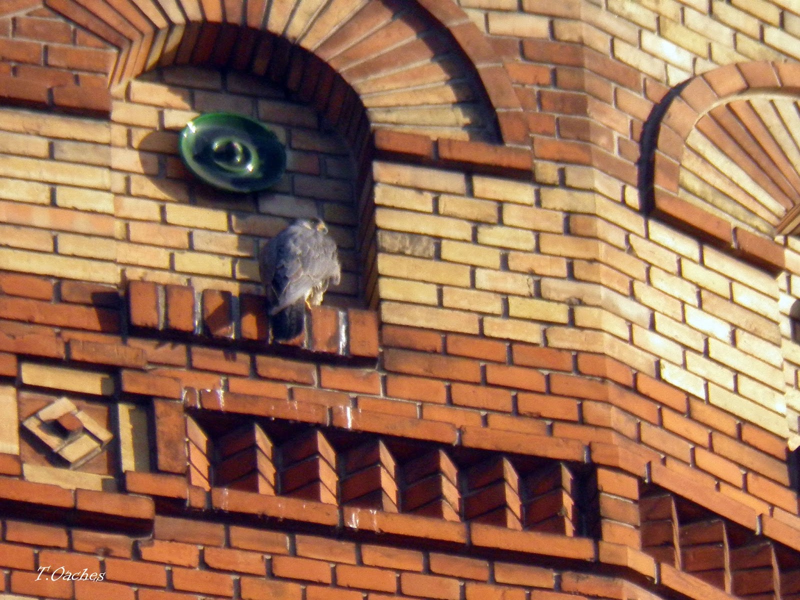 PASARI DIN ROMANIA: soim calator