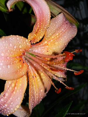 Idei pentru grădină şi terasă: Crinii - Frumuseţi seducătoare (I)