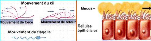 Les organites de la cellule animale et végétale | Bio faculté