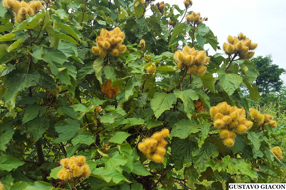 Viveiro Ciprest - Plantas Nativas e Exóticas: Urucum Amarelo ou Colorau ...