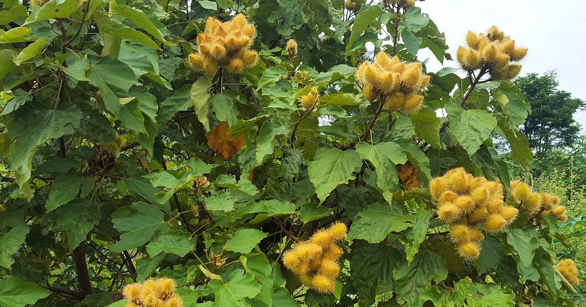 Viveiro Ciprest - Plantas Nativas e Exóticas: Urucum Amarelo ou Colorau ...