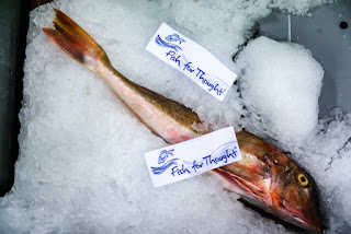 Through the Gaps! - Newlyn Fishing News: "A fish-frail of stout" on ...