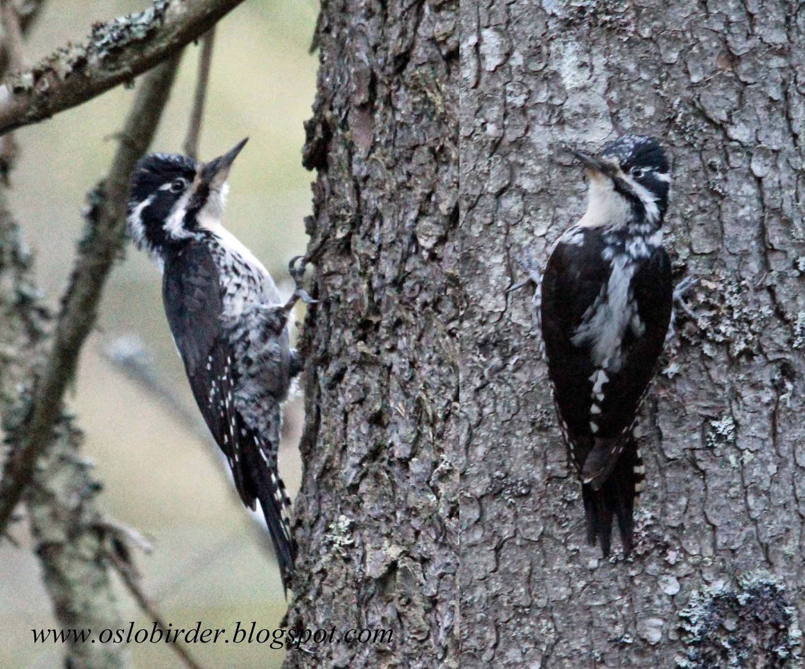 OSLO BIRDER: Three toes