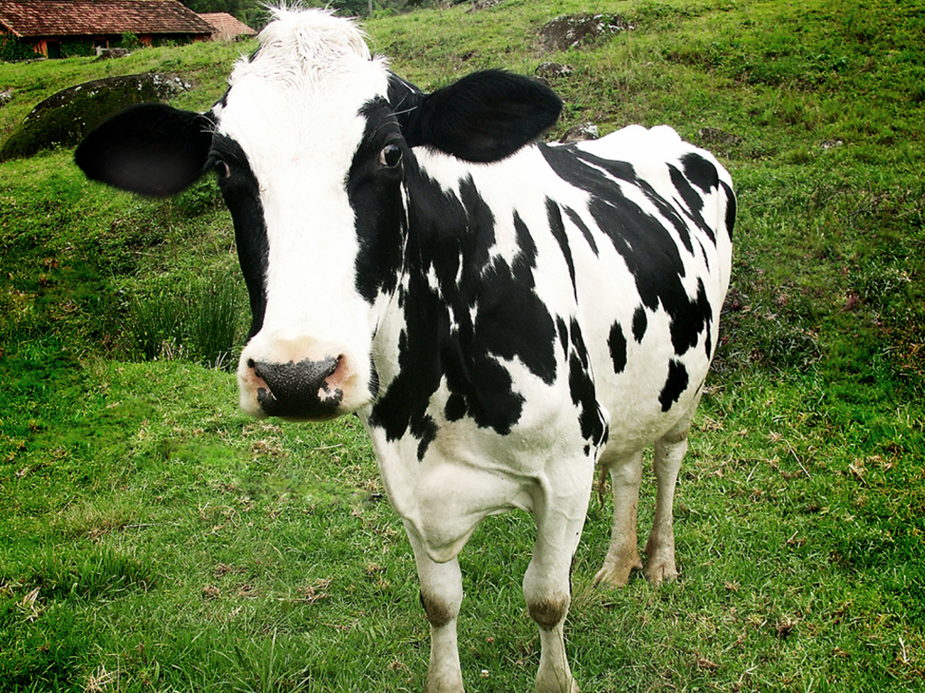 Diário da Franci Halat: Dezembro 2012