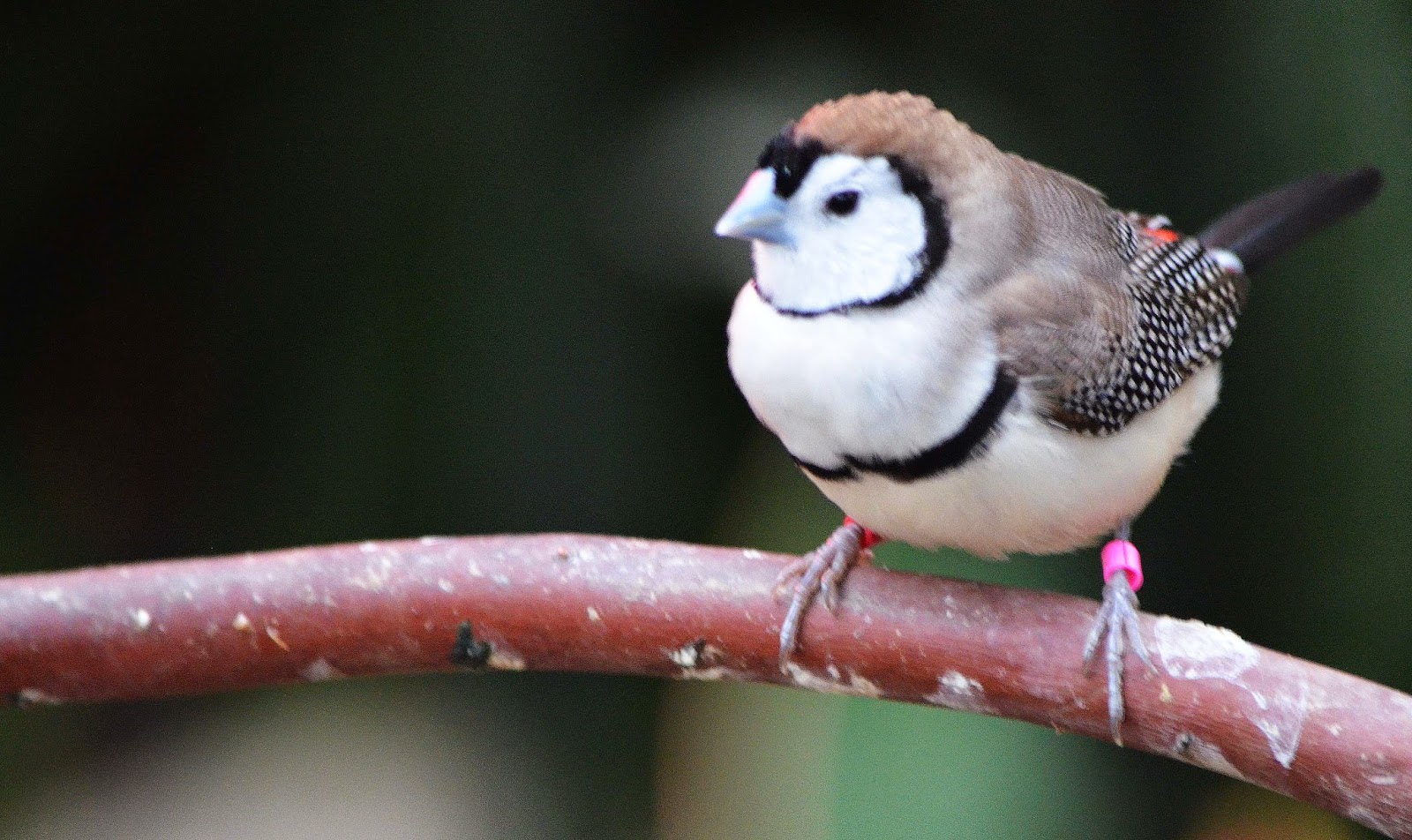 PS Whimsy - Behind the Brush: 2015-02-01