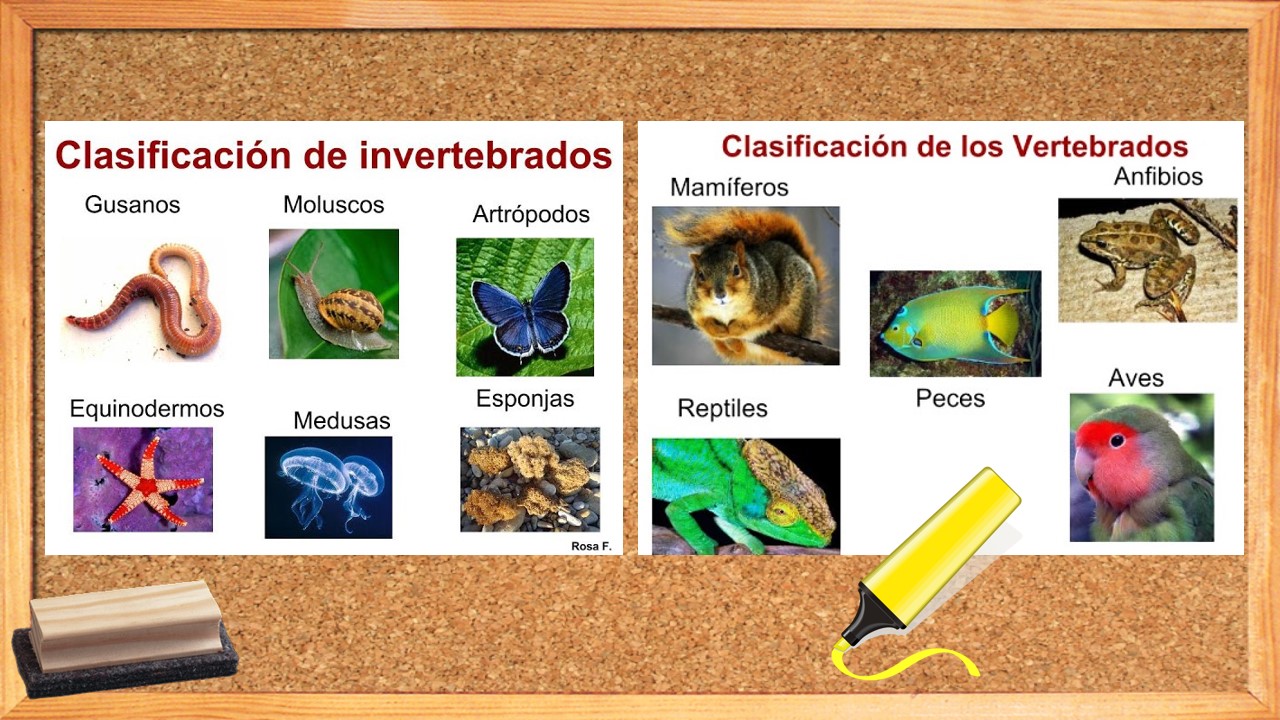 LOS SEIS REINOS DE LA NATURALEZA