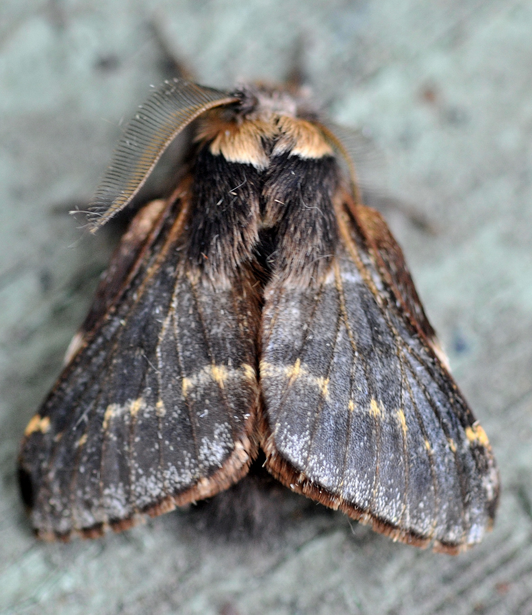 Little Hadham Birding: Good Moth Night