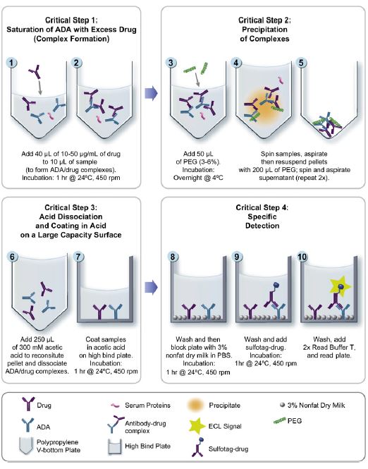 Drug Interference/Tolerance in Anti-drug antibodies detection assays ...