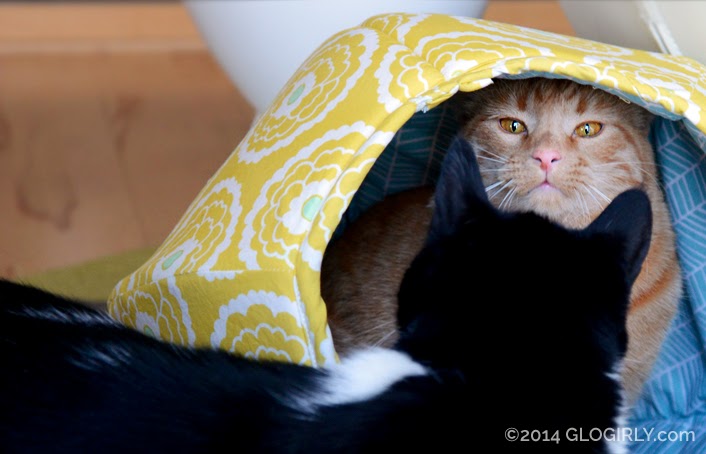 GLOGIRLY: Invisible Cats: Reality or Myth?