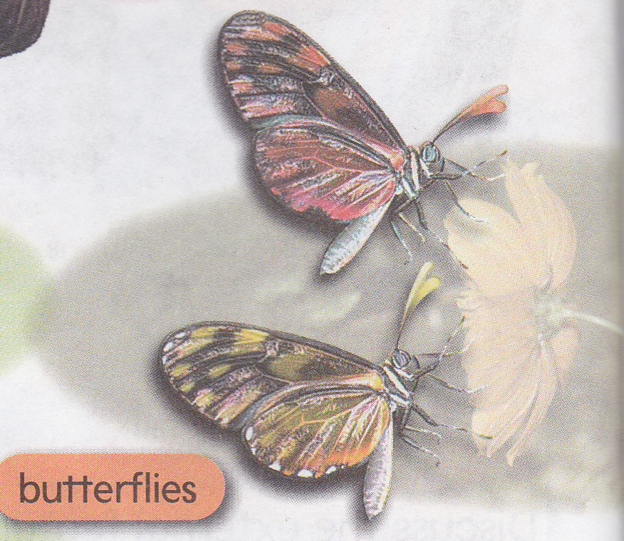 Science Year 3 The External Features of Animals: To observe and ...