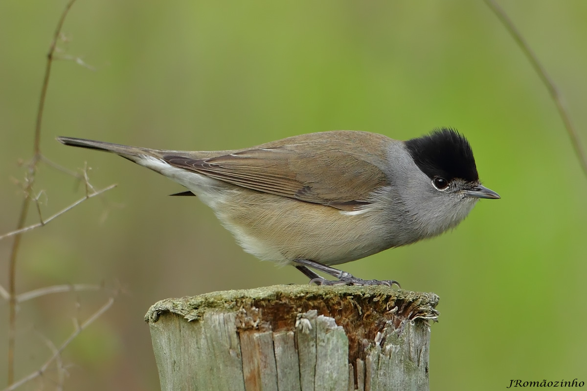 Pescador de aves: Toutinegra de barrete preto