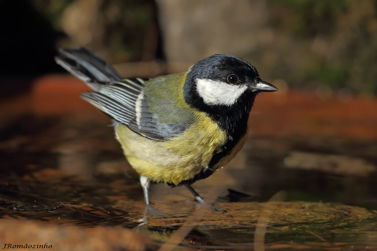 Pescador de aves: Chapim real