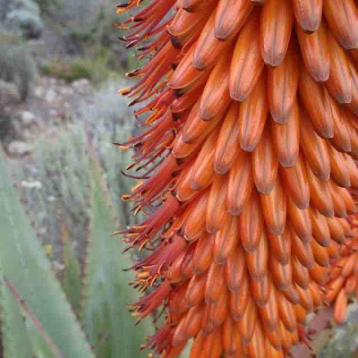 Trees Planet: Aloe ferox - Cape Aloe