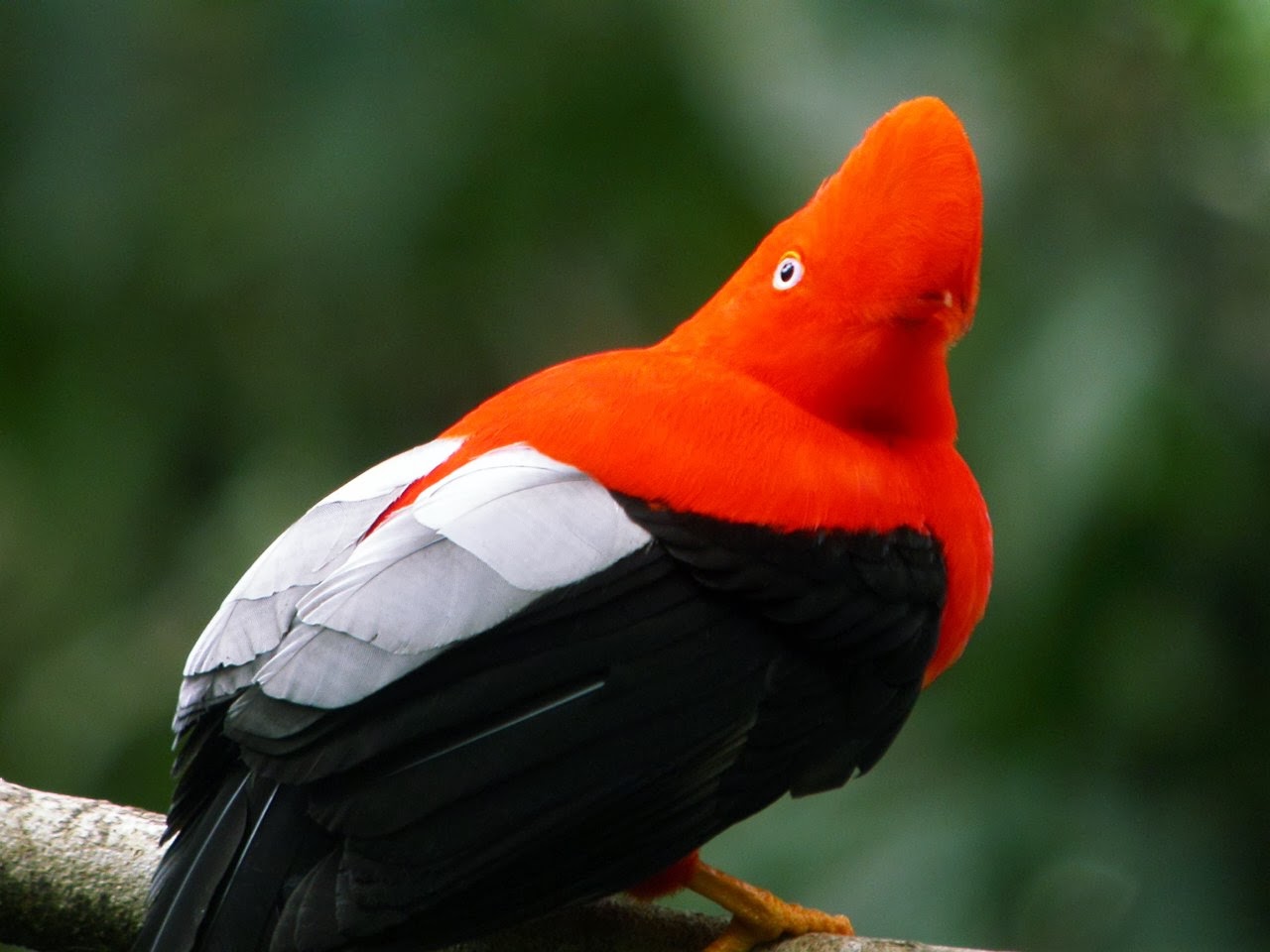 BIRDS OF COLOMBIA - LA MAS BELLA | Unseen Pictures 4 You