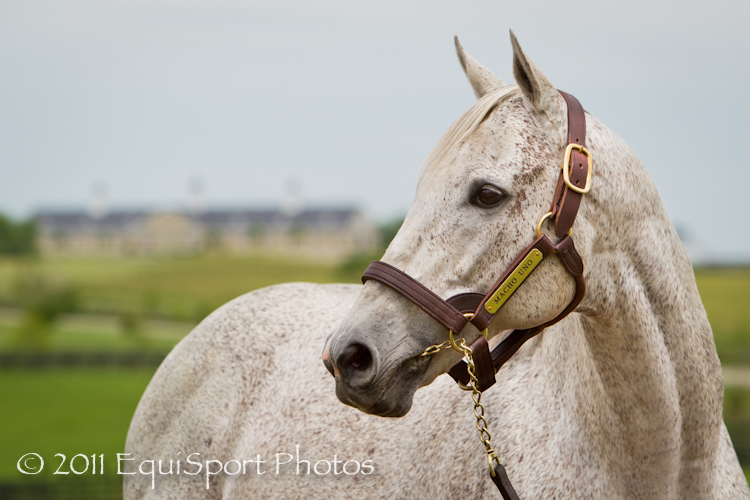 Turf & Dirt - On Horse Racing: Macho Uno... Portrait Session