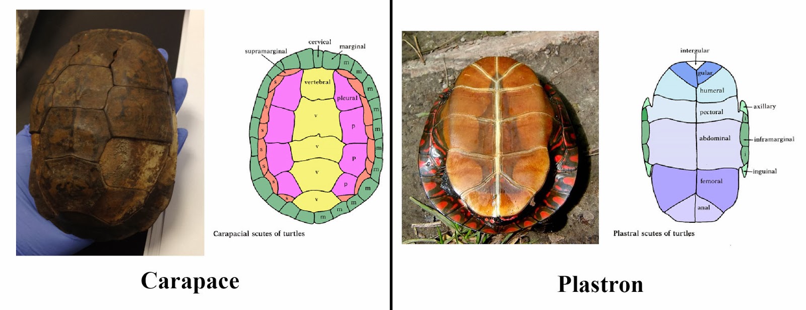 Biology of the Reptilia: Laboratory #1: General Anatomy of Reptiles by ...