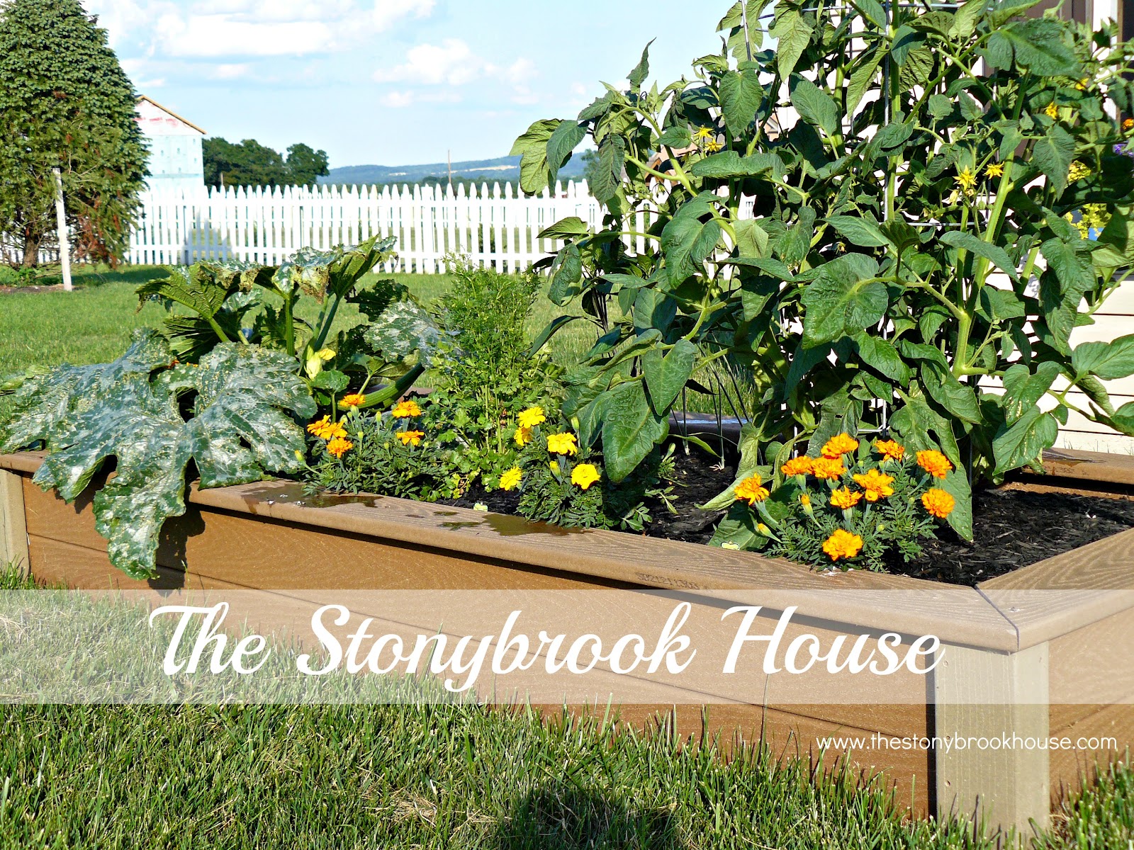 Salsa Garden Update | The Stonybrook House