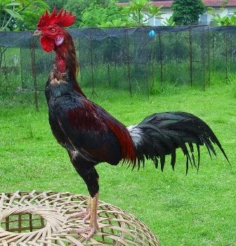 Ayam Aduan Super | Ayam Juara