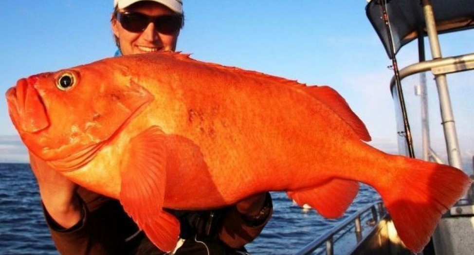 Big Fishes of the World: REDFISH ATLANTIC (Sebastes Marinus)