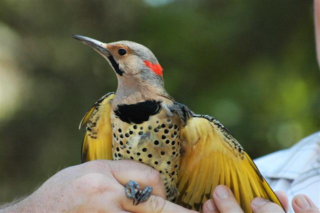 Small Stream Reflections: The "Yellowhammer"