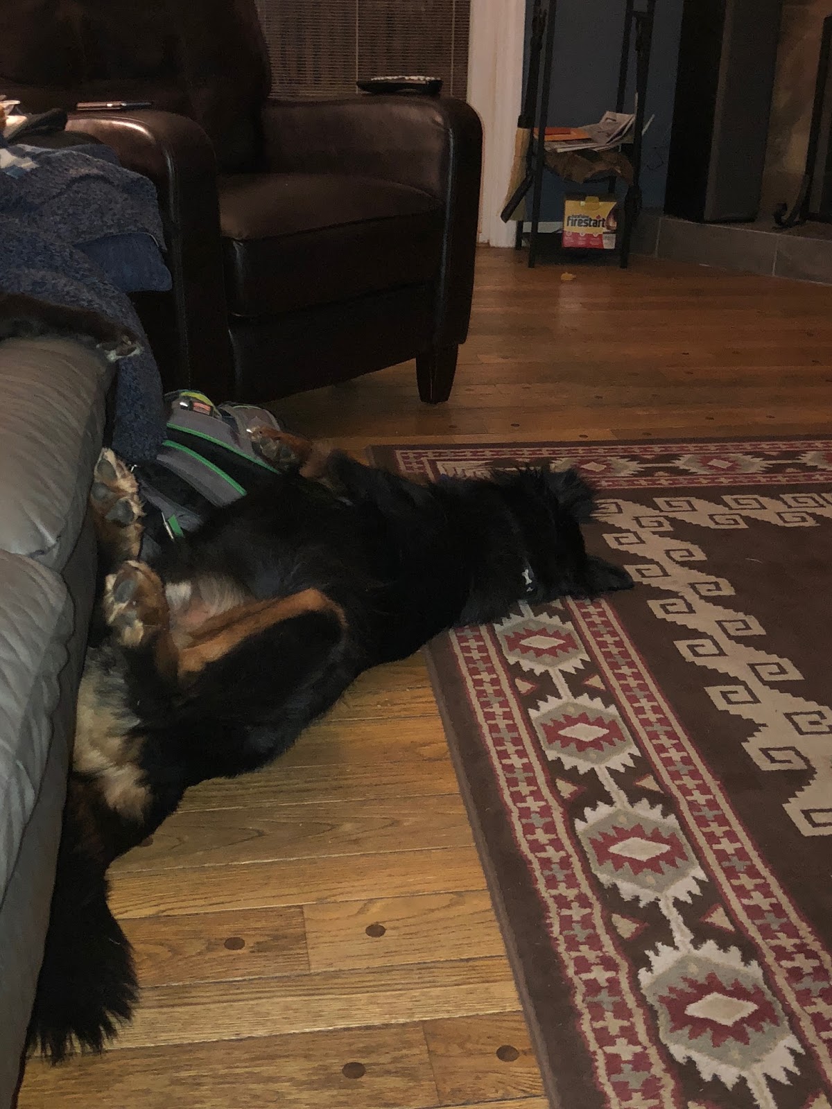 Poems, Psalms, and Prayers: The Little Dog's Rhapsody in the Night ...