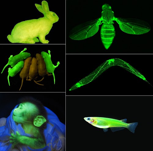 El descobriment de la proteïna fluorescent (GFP) - CocoCiència