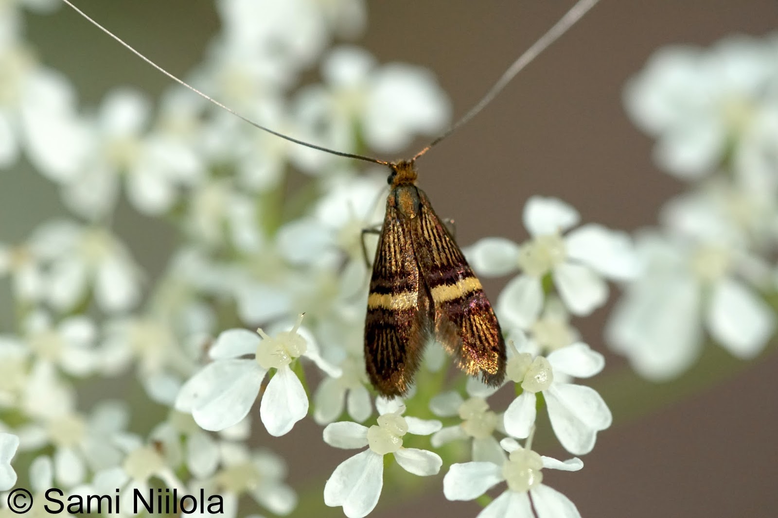 Samin luontokuvia nature photos: SURVIAISKOI (adelidae)