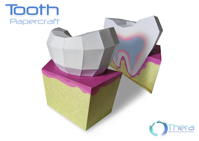 Tooth Papercraft | Papercraft Paradise | PaperCrafts | Paper Models ...