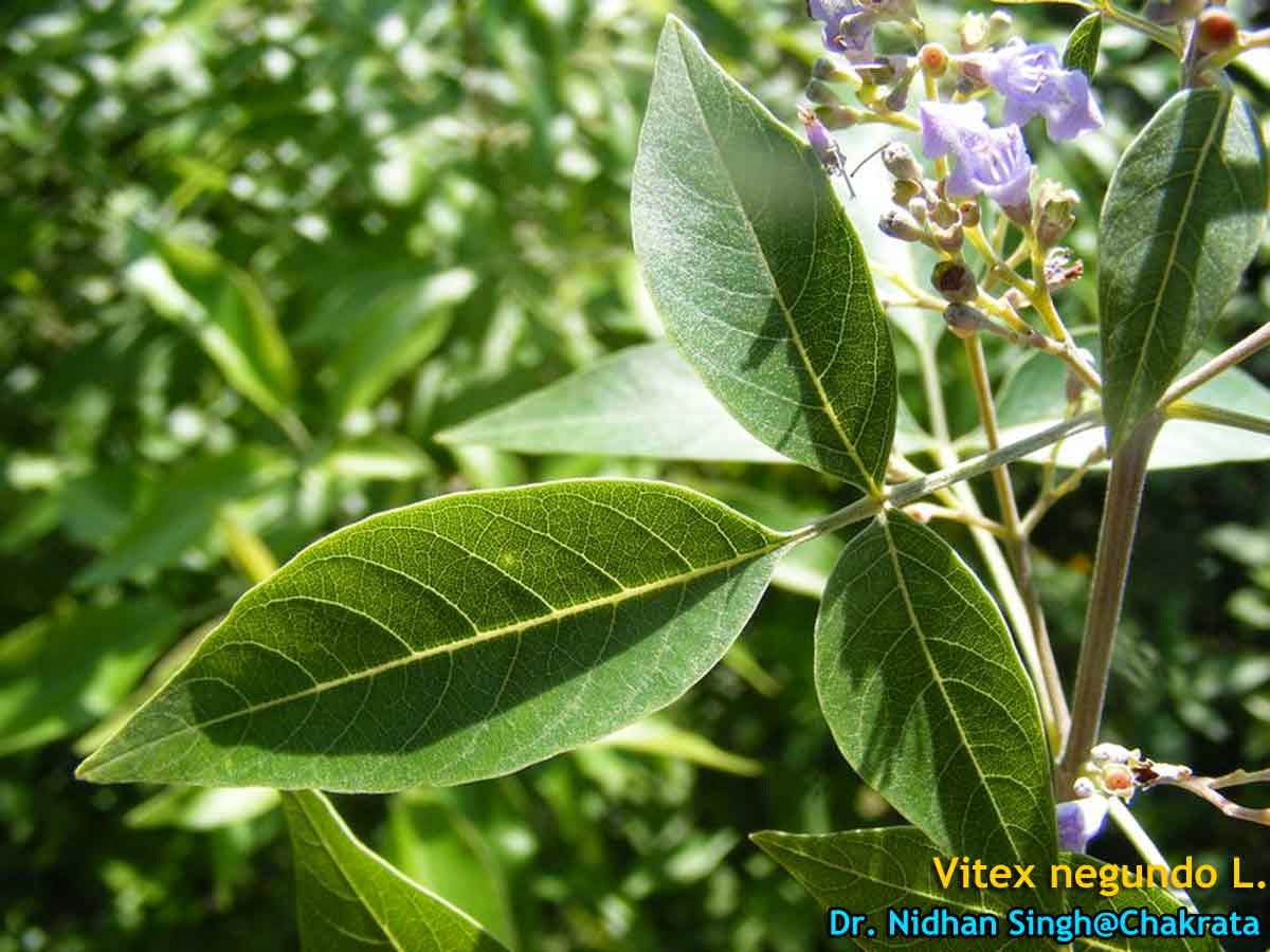 Medicinal Plants: Vitex negundo