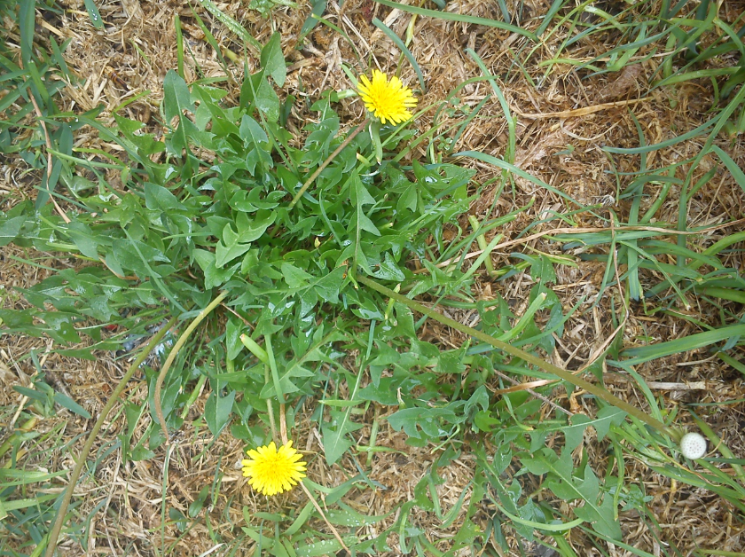 Dandelion Edible Plant Or Just A Weed? ~ Utopia Magazine - N1ki Blog