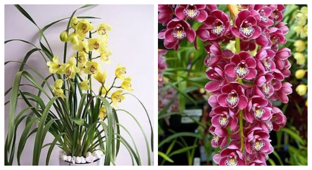Ορχιδέα Cymbidium. Η πανέμορφη και ανθεκτική Ορχιδέα εξωτερικού χώρου ...