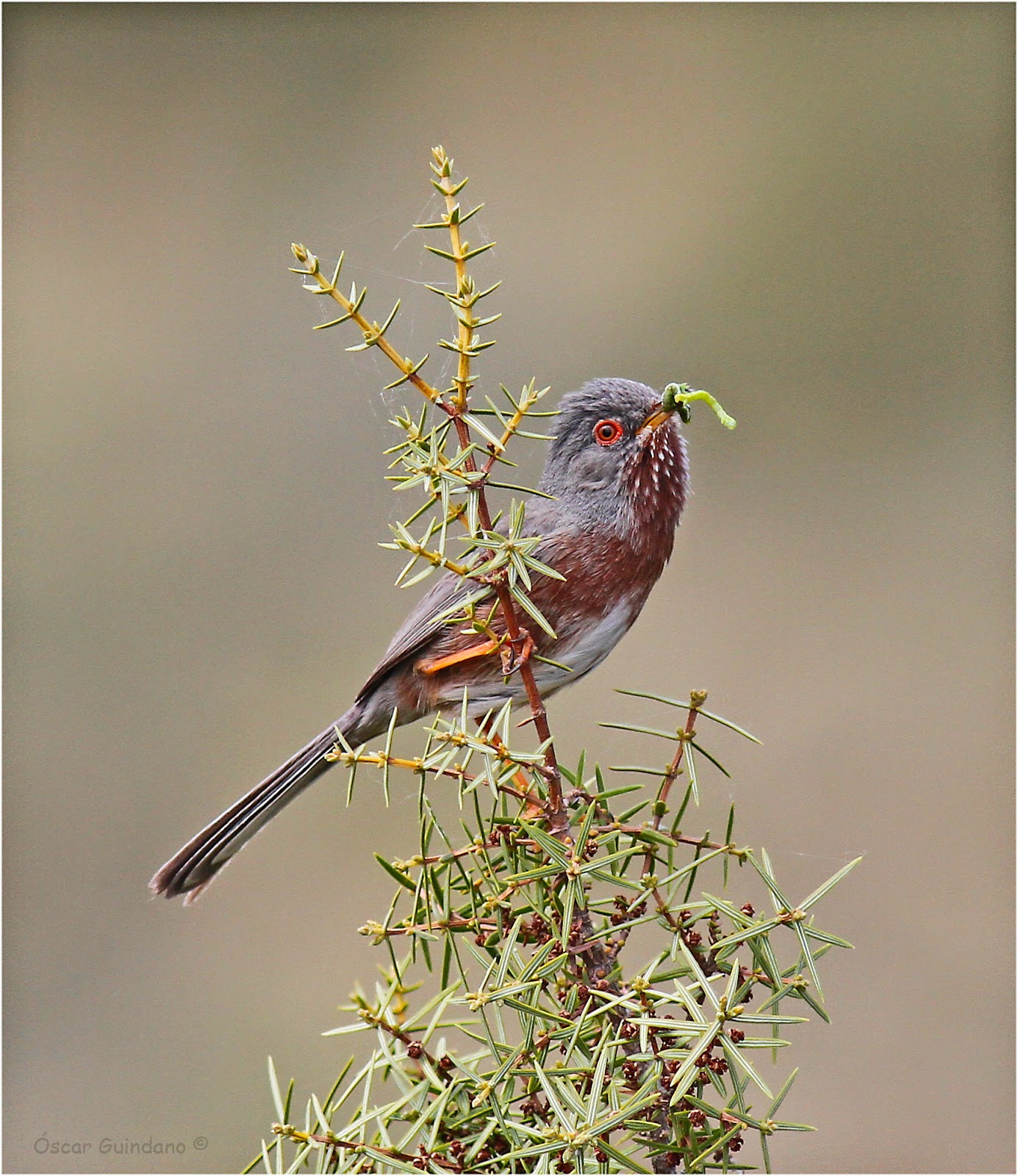 Navarra al natural: Currucas en Pitillas