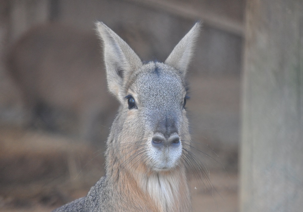 ZOOTOGRAFIANDO (6.100 ANIMALS): MARA DE LA PATAGONIA / PATAGONIAN MARA ...
