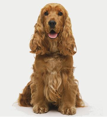 Razas de perros: Cocker Spaniel