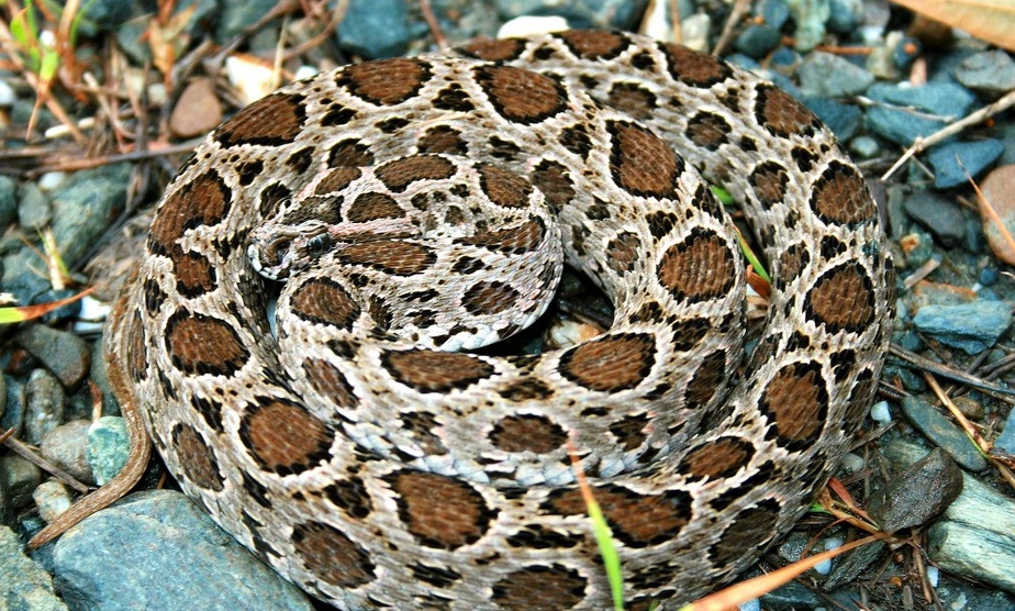 Snakes of India: Russell's Viper